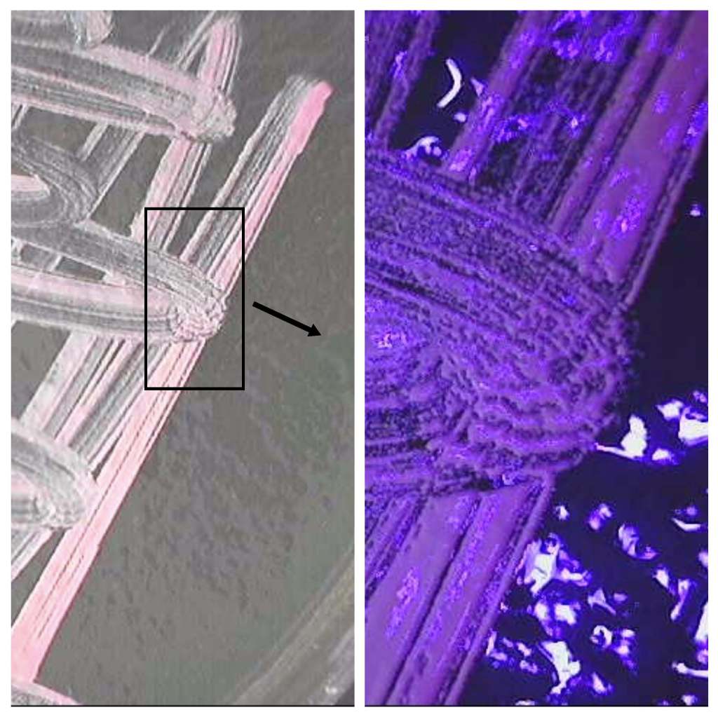 DISCOVER MICROBIOLOGY WITH HALOBACTERIUM SALINARUM! – RECYCLABS